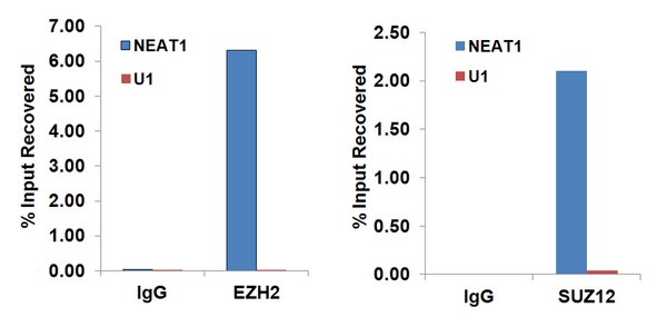 EZ-Magna Nuclear RIP™ (Native)Nuclear RNA-Binding Protein ...